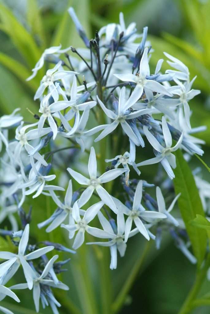 Blauwe ster - Perennial Power